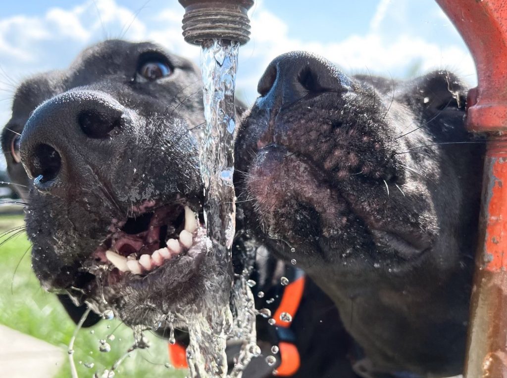 5 Ways to Keep Dogs Hydrated During Hot Temps | Off Leash K9 Training ...